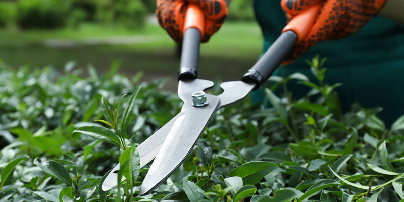 What You Need to Know About Bush Trimming | Junk Busters